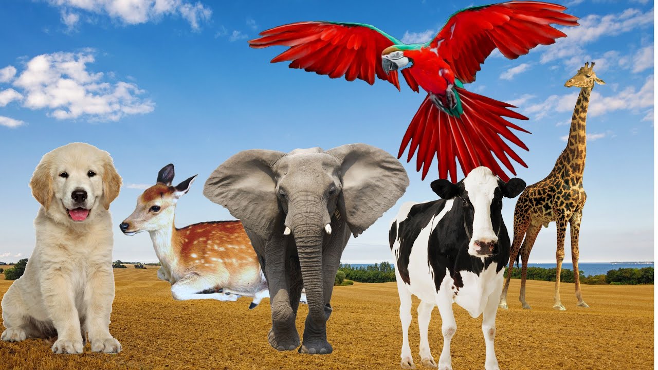 Learn Pets: Rabbit, Cat, Horse, Cow, Chicken, Duck - Sounds of farm ...