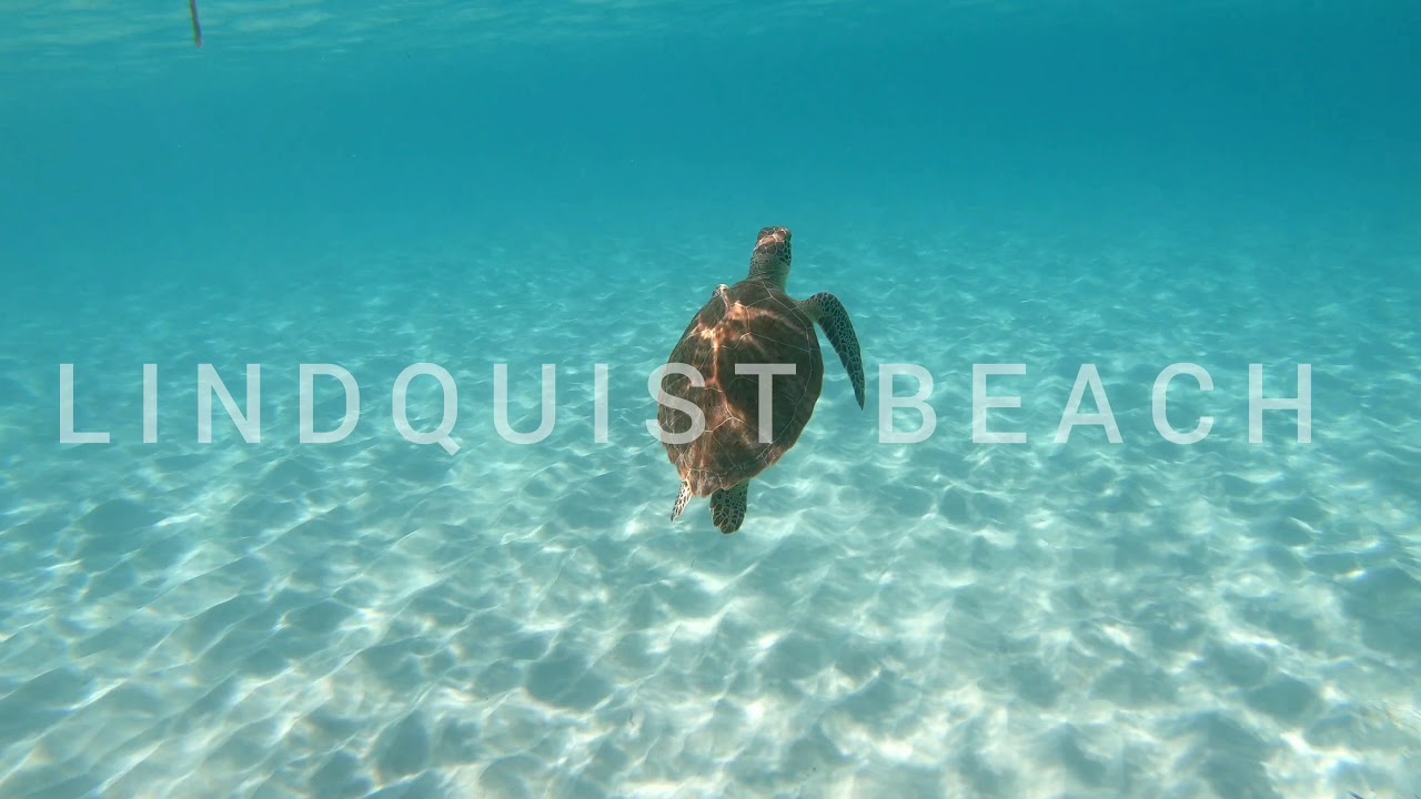 St Thomas Sea Turtle Lindquist Beach - YouTube