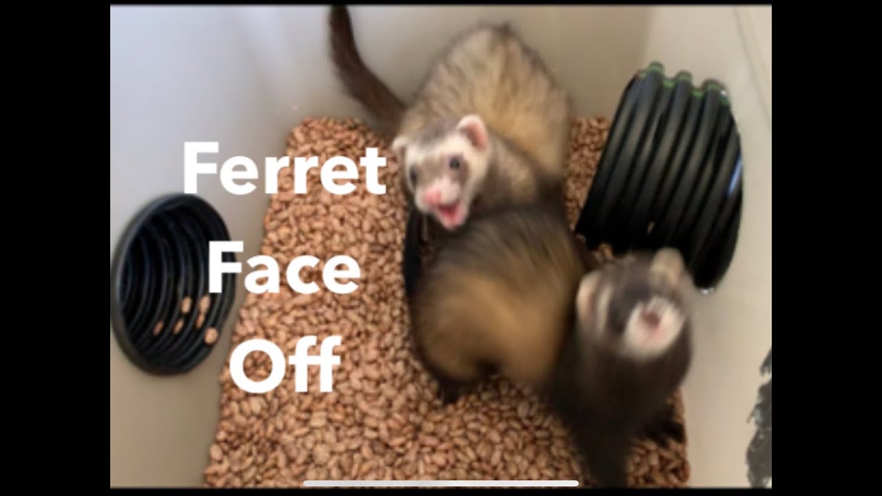 The ultimate ferret fight!!! - YouTube