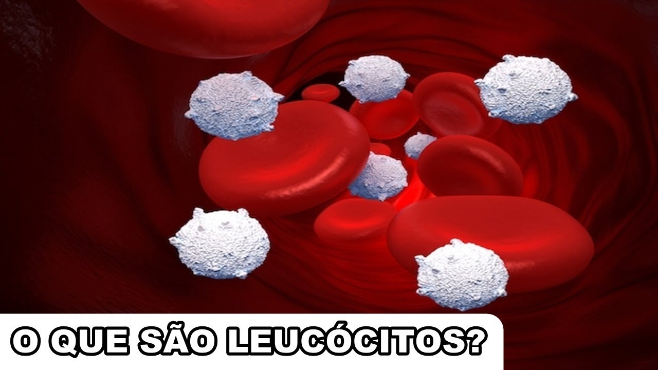 O que são LEUCÓCITOS? Qual sua FUNÇÃO, TIPOS e NÍVEL IDEAL? | Glóbulos ...