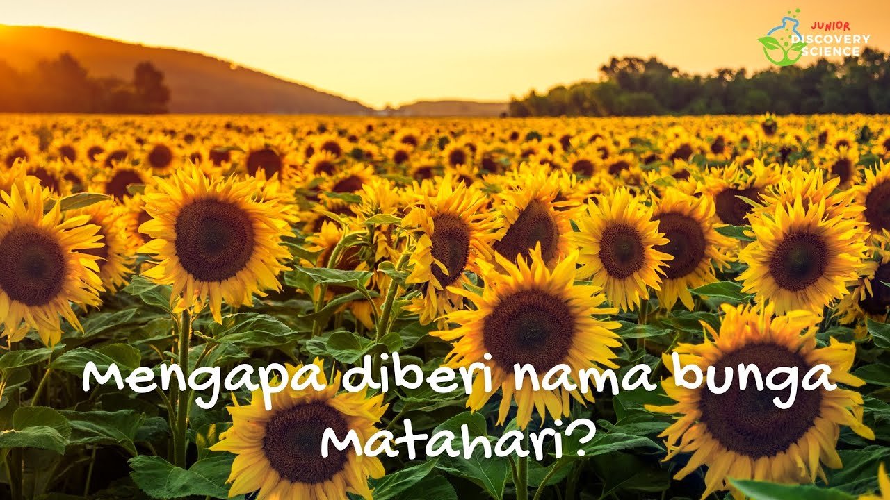Mengapa Diberi Nama Bunga Matahari? | Edukasi Anak | Sains Sederhana ...