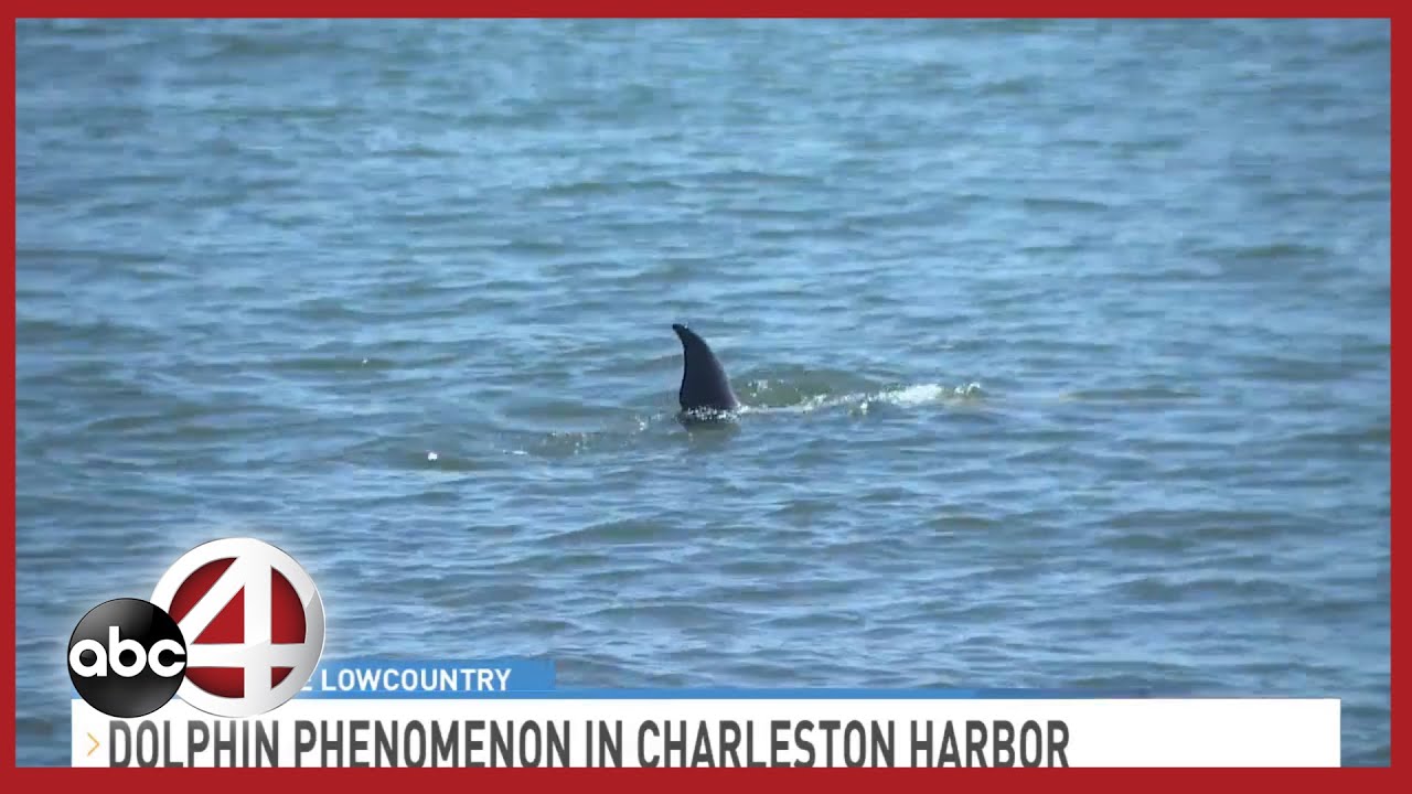 Dolphins spotted using shipping vessels in Charleston Harbor to catch ...