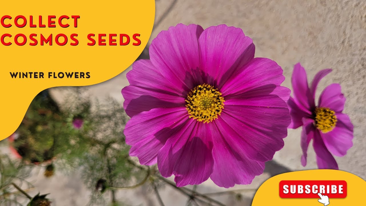How to collect and store cosmos flower seeds - YouTube