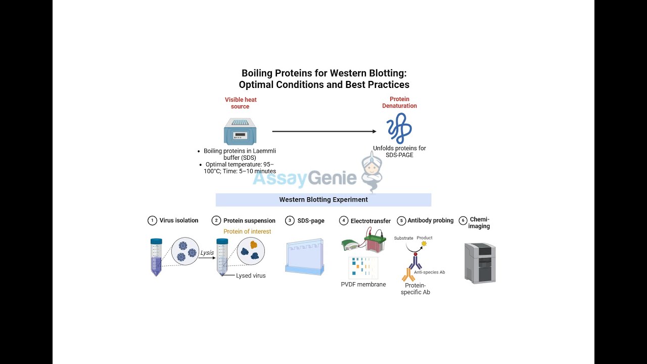 Boiling Proteins for Western Blotting Optimal Conditions and Best ...