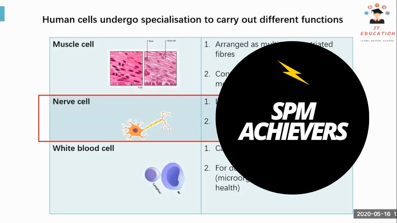 Form 4 Biology KSSM Chap 2: Body cell and their function [Part 5] - YouTube