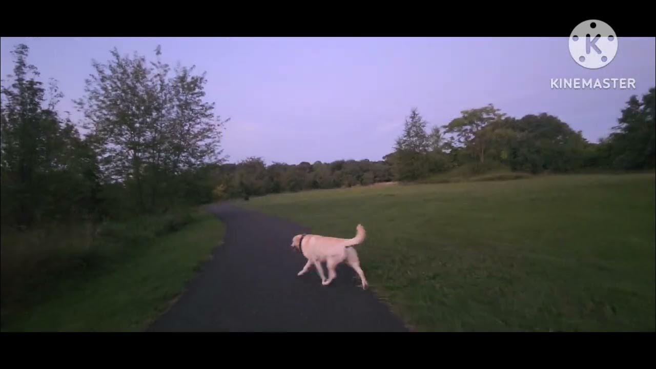 Dog Walking At Night Timber Creek Dog Park timbercreek walking dog-walking-at-night-timber-creek-dog-park-timbercreek-walking