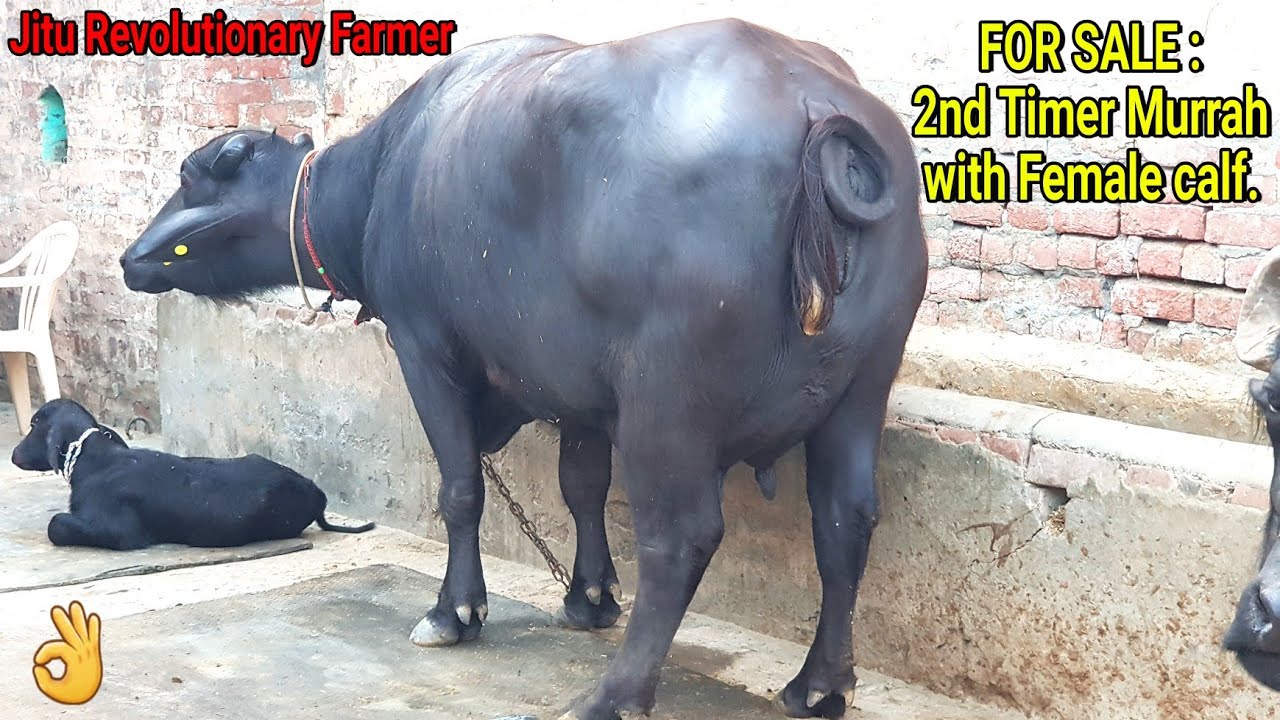 👍FOR SALE -Super Murrah (2nd Timer) with Female Calf, Available for ...