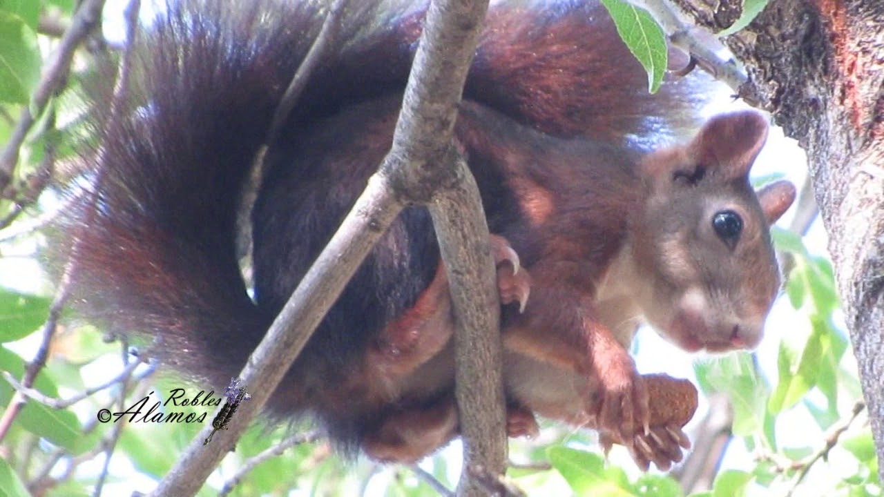Ardilla (Sciurus vulgaris) - YouTube