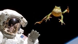 Frog In Space Nasa