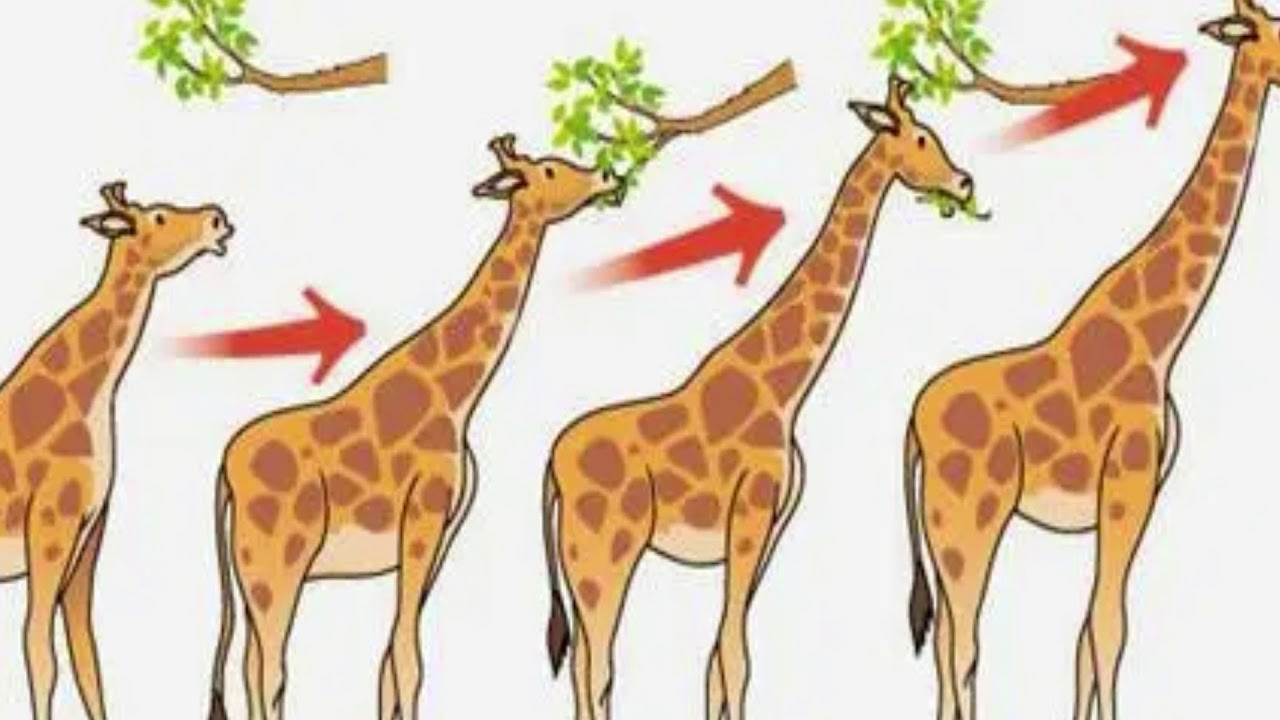 Evolucion Humana
