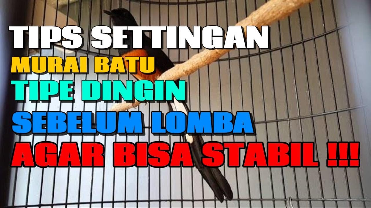 SETINGAN MURAI BATU TIPE DINGIN AGAR STABIL DILAPANGAN - YouTube