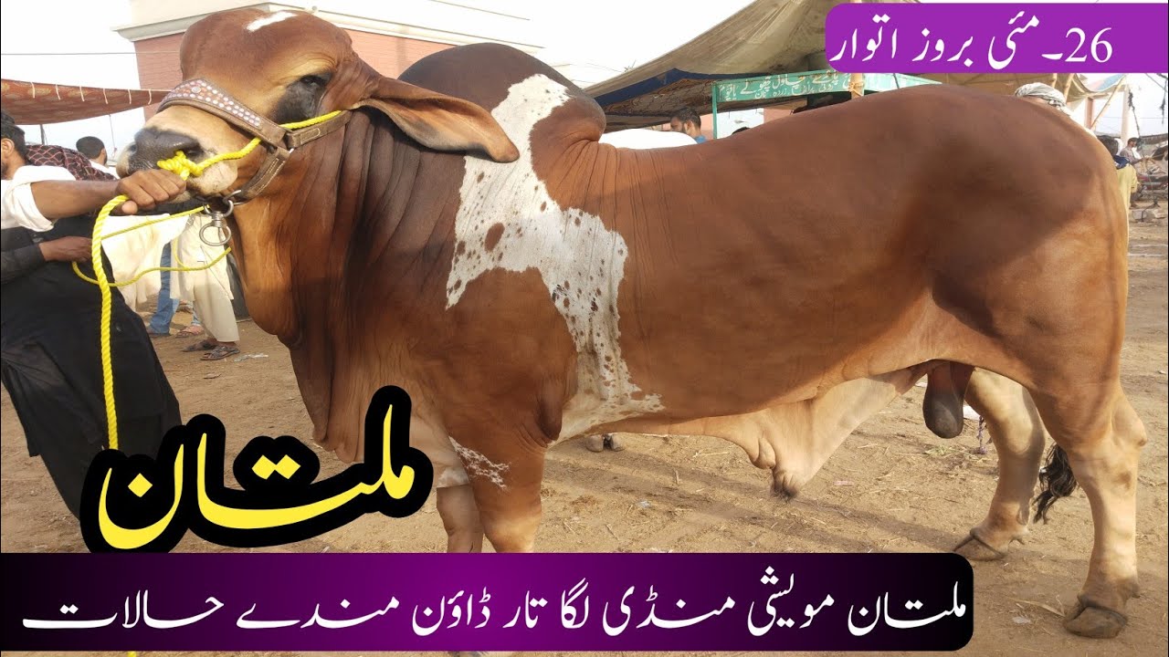 Multan Cow Mandi Latest Update Sunday | Multan Mandi Laga tar Down |26 ...