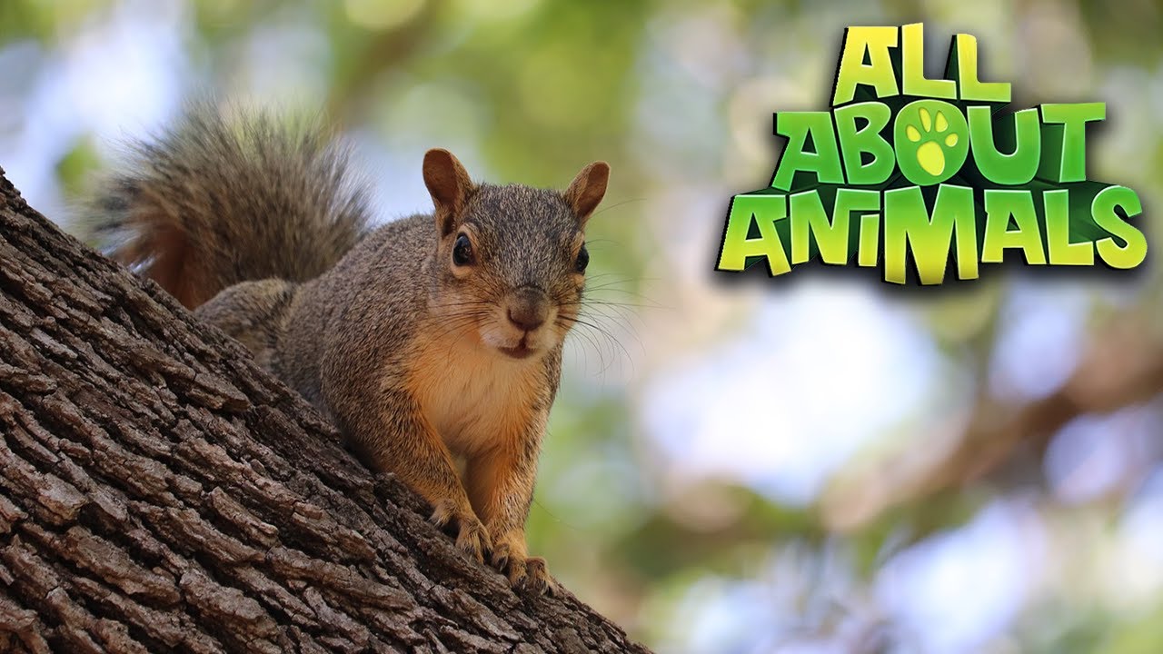 Wildlife Wonders: From African Wild Dogs to Pet Pythons | All About ...