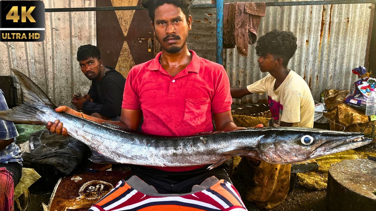 BIG SHEELA (BARRACUDA) FISH CUTTING | 4K VIDEO | IN KASIMEDU | CUTTING ...