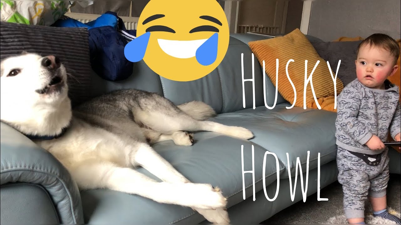 My Baby Funny Reaction To Husky Howling.... [TRY NOT TO LAUGH] - YouTube