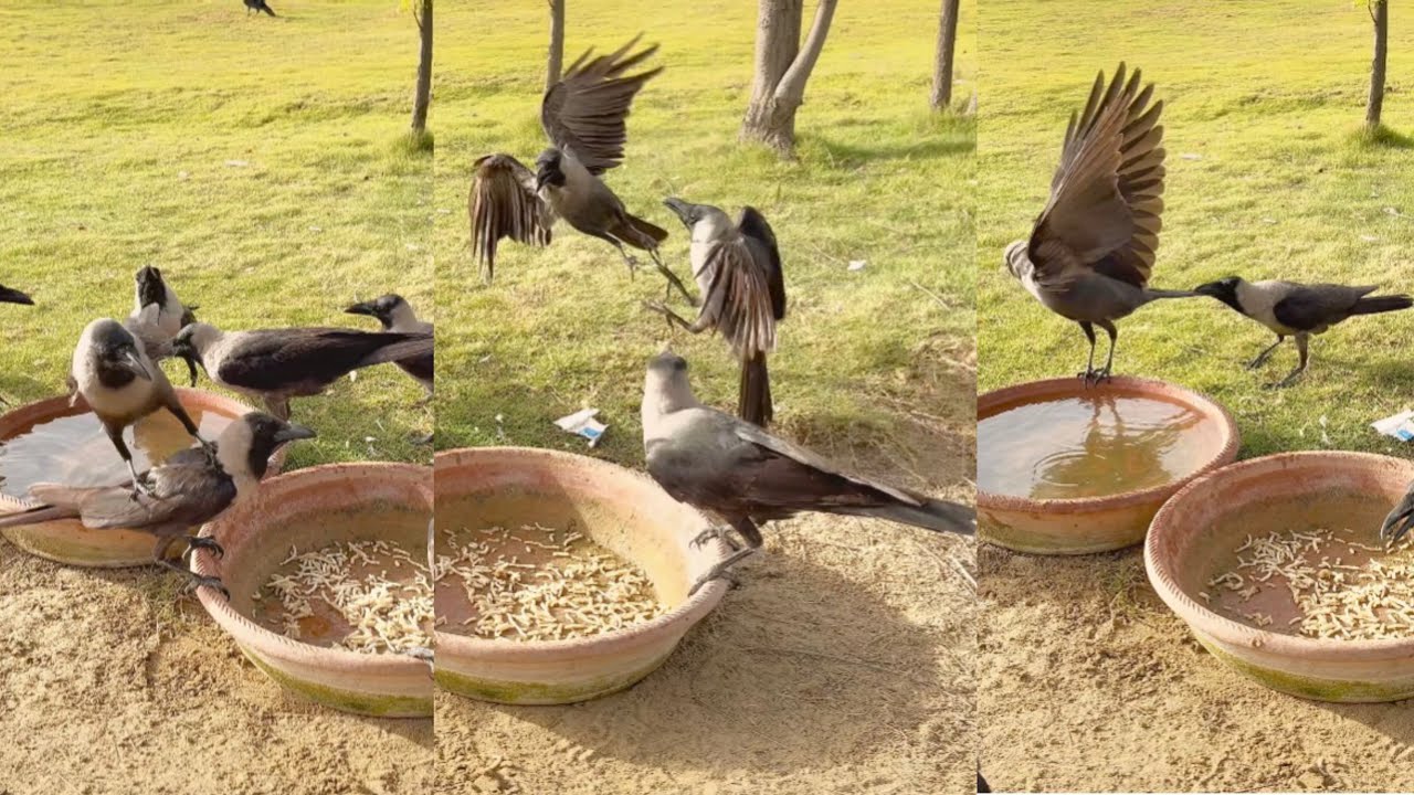 Crow Fight For Food | Crow Crowds | Crow Different Sounds - YouTube