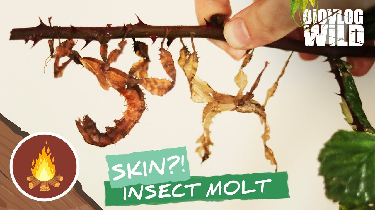 HOE GROEIEN INSECTEN? Kijk hoe een wandelende tak uit de huid kruipt ...