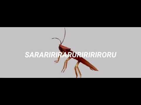 Cucaracha bailando meme xd - YouTube