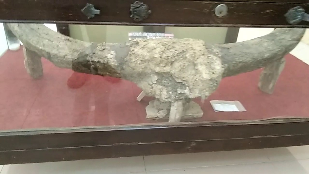 MUSEUM MANUSIA PURBA "TRINIL" II The homeland of java man #1 - YouTube