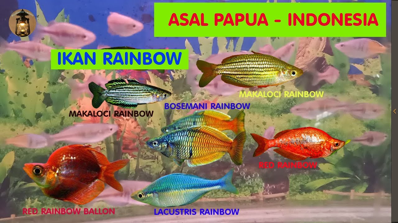 Ikan Rainbow Bosemani dan Jenisnya | Ayu Damar Lampu - YouTube