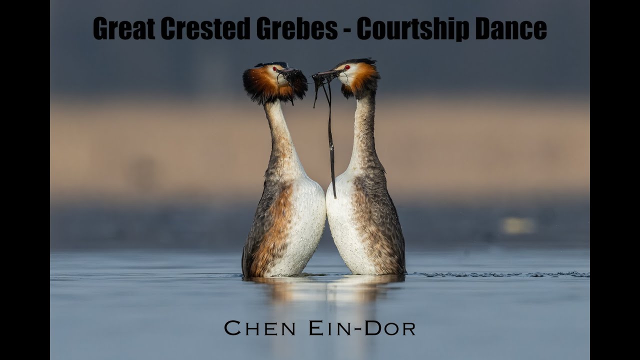 Great Crested Grebes - Courtship Dance (Weed dance) - YouTube