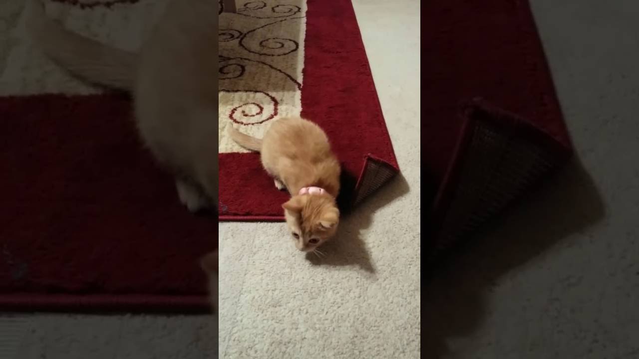 Funny Cat Head Nodding - YouTube