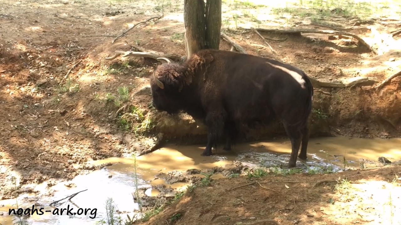 Bison stops to scratch an itch! - Noah's Ark Animal Sanctuary - YouTube