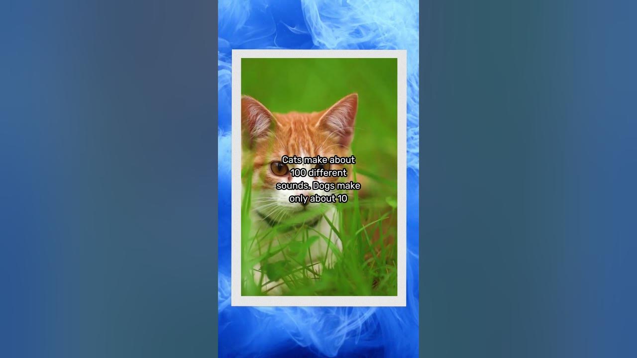 Interesting Facts About Cats cats cat catslove catslovers kittens interesting-facts-about-cats-cats-cat-catslove-catslovers-kittens