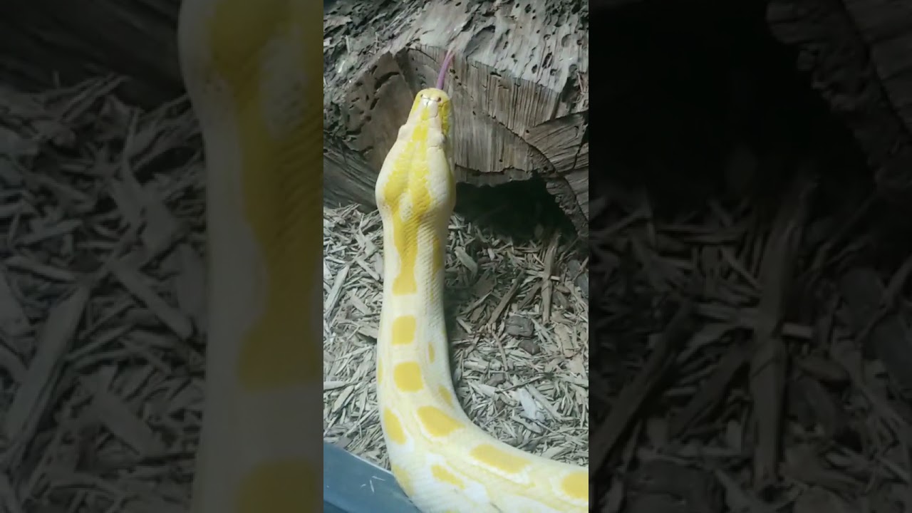 boop noodle #snake #snakevideo - YouTube
