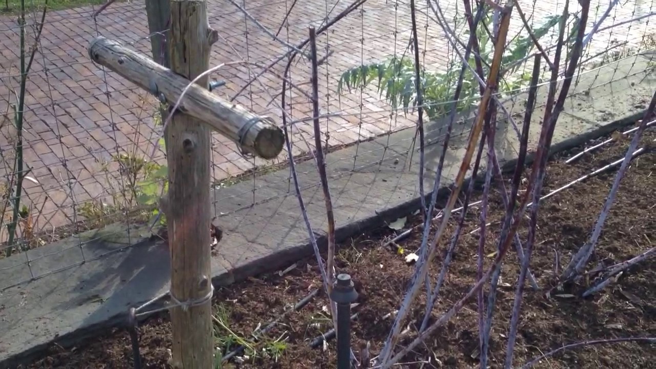 Easy Pick Bramble Patch - YouTube