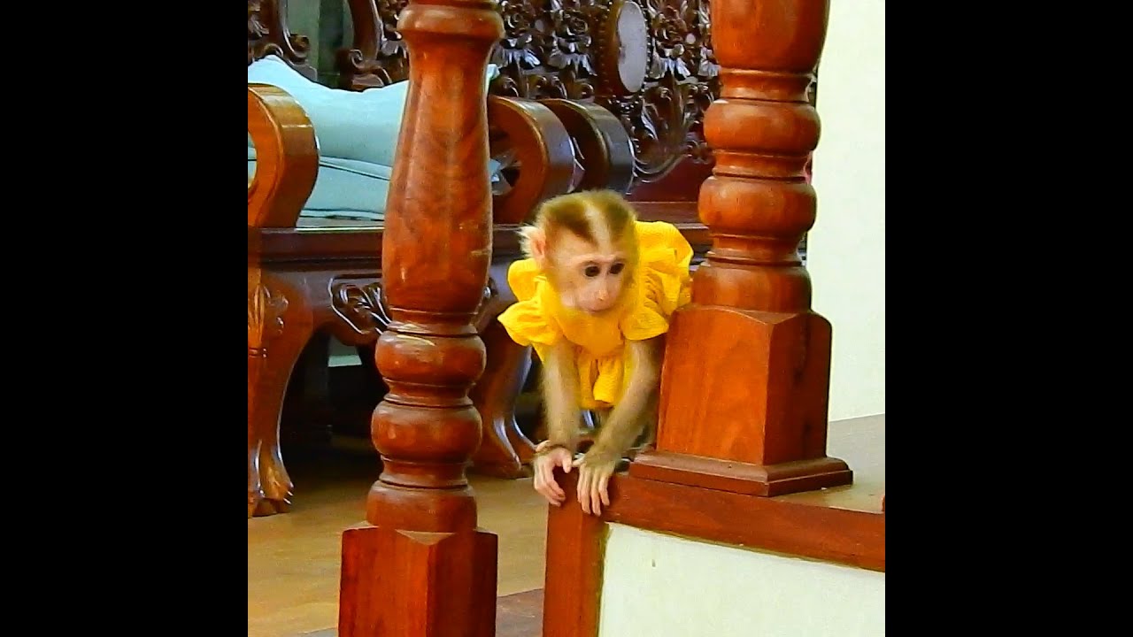 Bunny Don'T care About Eating Apple Only Julie , Bunny leave T0 make ...