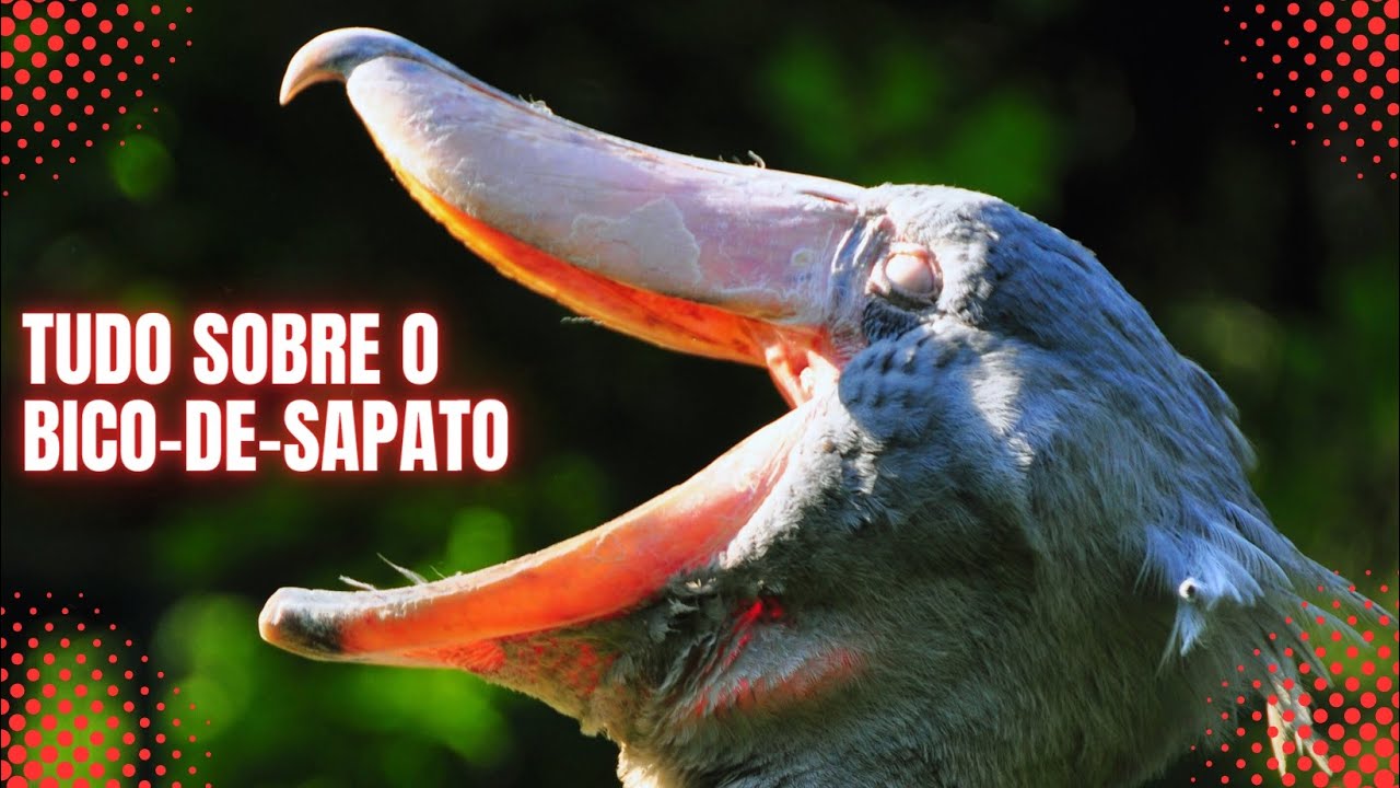 Conheça o Magnífico Bico-de-Sapato - Ave com Características Pré ...