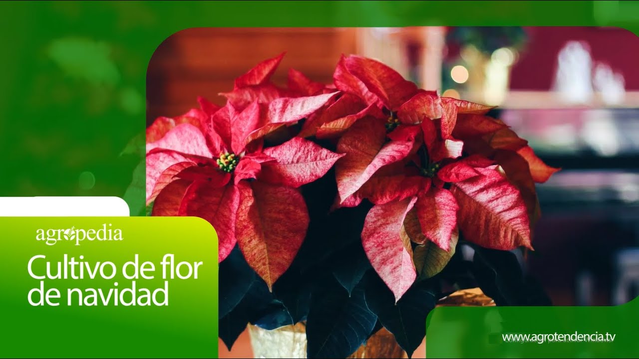 FLOR DE NAVIDAD - Agro en 2 minutos 🌺 - YouTube