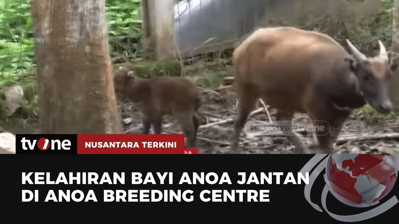 Seekor Anoa Jantan Lahir di Anoa Breeding Centre | Nusantara Terkini ...
