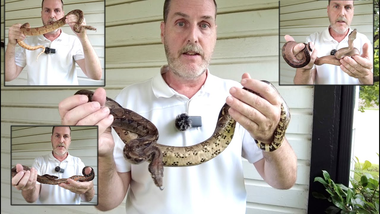 All 4 of my Boas "show and tell" up close, variation of colors and size ...