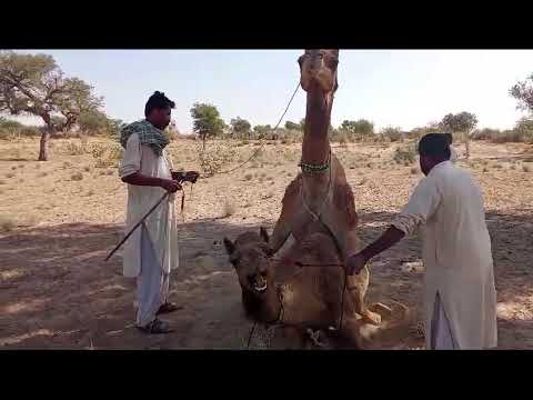 A animal's love sac camel meeting meeting Camel