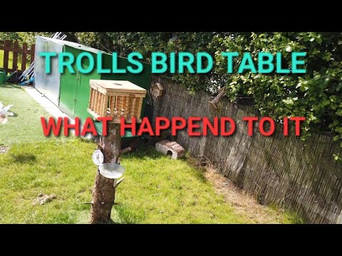 Birthday Celebrations and Trolls bird table - YouTube