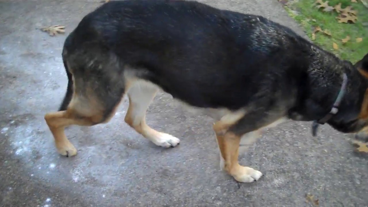 Day 26 post CCL ACL tear non surgical treatment German Shepherd dog ...