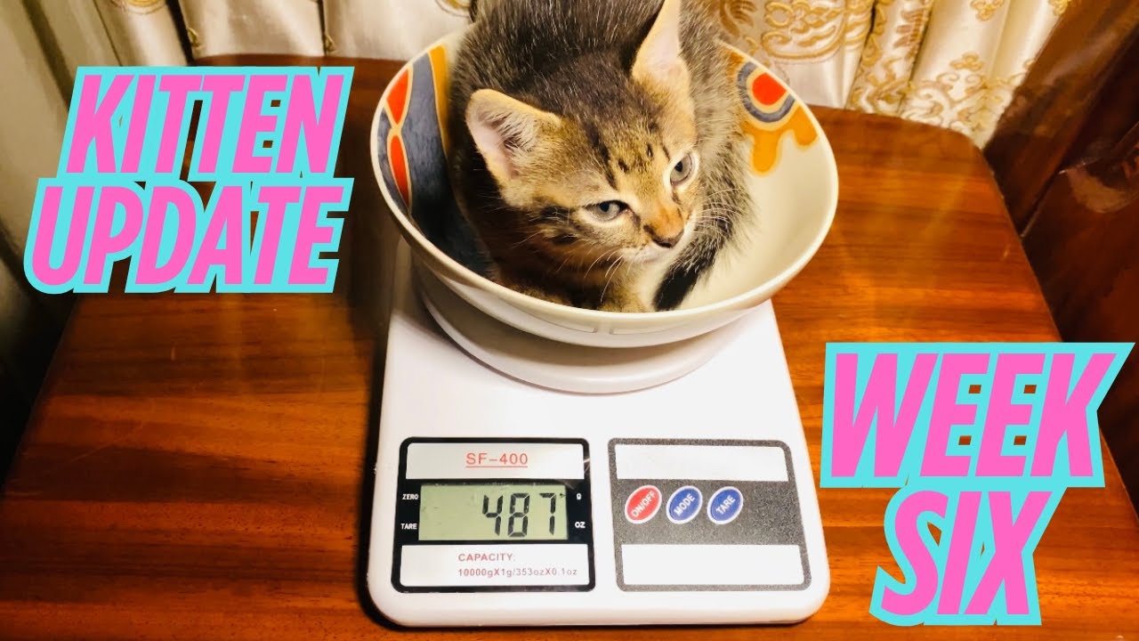 Newborn Kitten Development – Week 6 🐾 | What to Expect in Your Kitten’s ...
