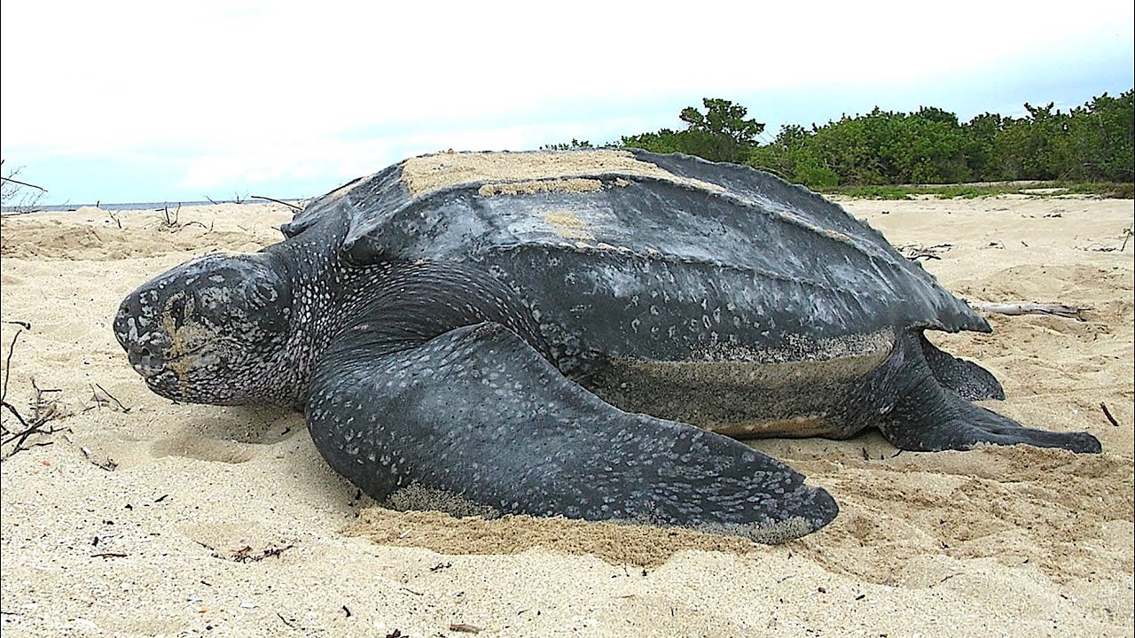 TURTLE WATCHING IN GRAND RIVIÈRE TRINIDAD | MUST WATCH - YouTube
