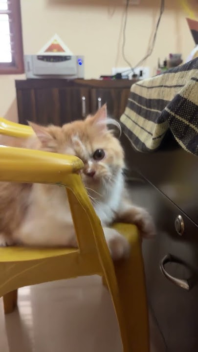 cat shorts # cat# funny - YouTube