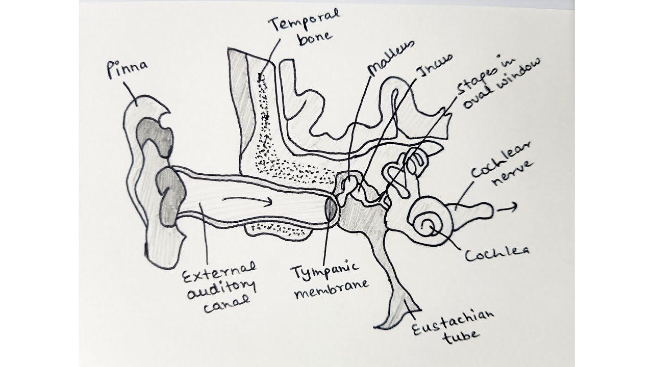 How to draw structure of ear /step by step drawing for beginners - YouTube