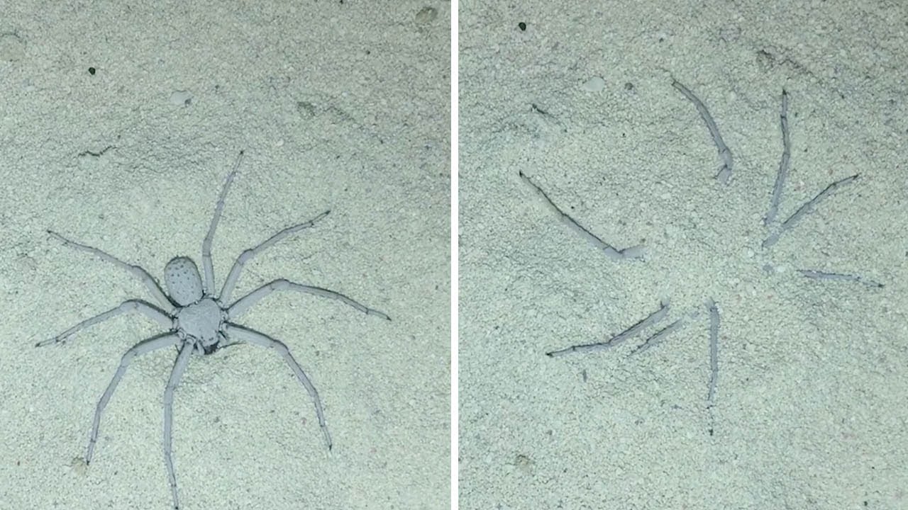 Pet Spider Caught Burying Itself In Sand - YouTube