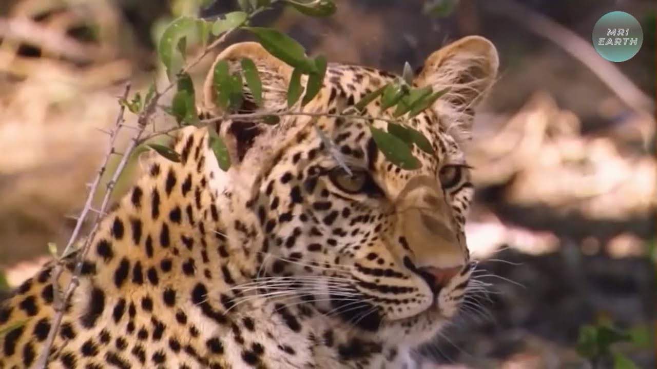 Cheetah hunting baby Monkeys on tree-Documentary Film (with music ...
