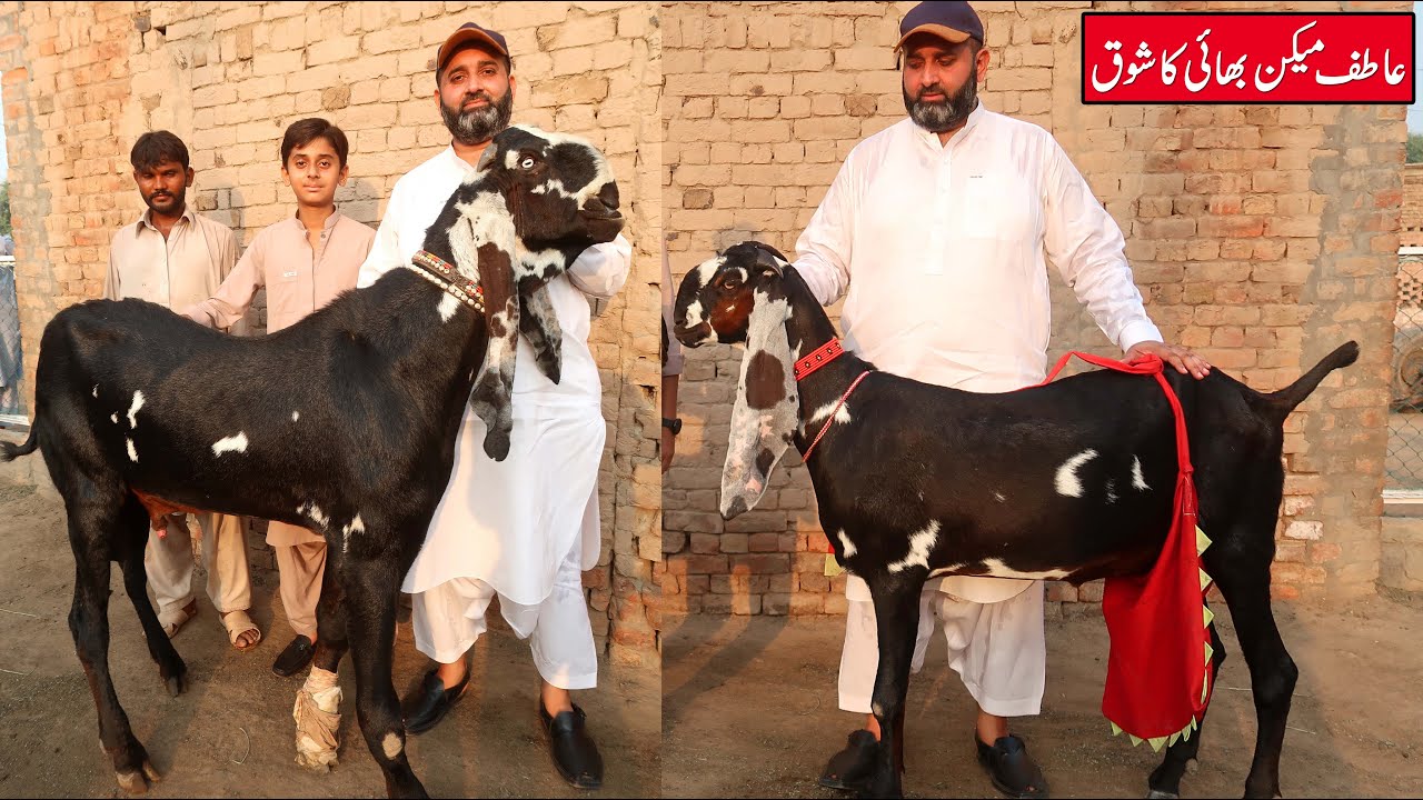 Bhola Extraordinary Breeder & Exceptional Milking Goats Of Atif Hayat ...