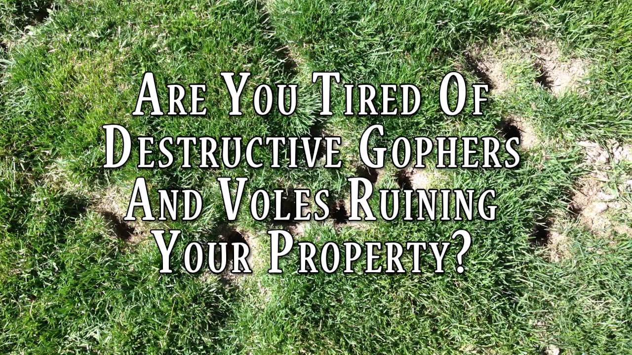 the gopher exterminator_we can solve it - YouTube