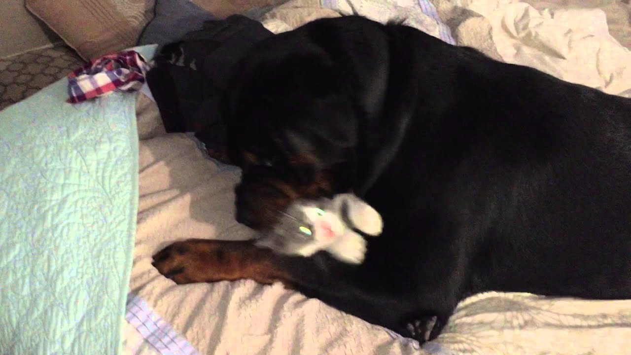 Rottweiler and kitten playing - YouTube