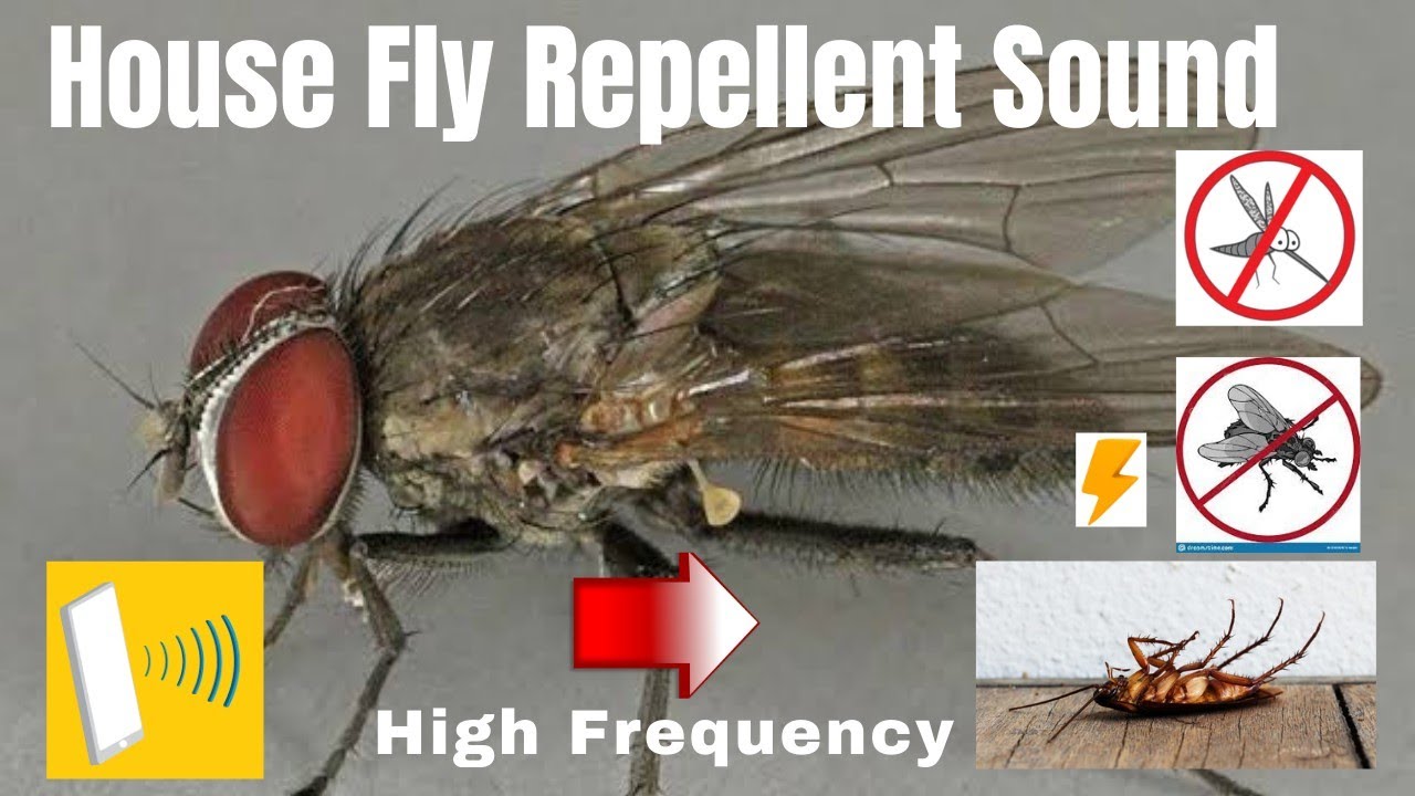 Anti Flies Repellent Sound | Ultrasonic Sound | High Frequency | House ...