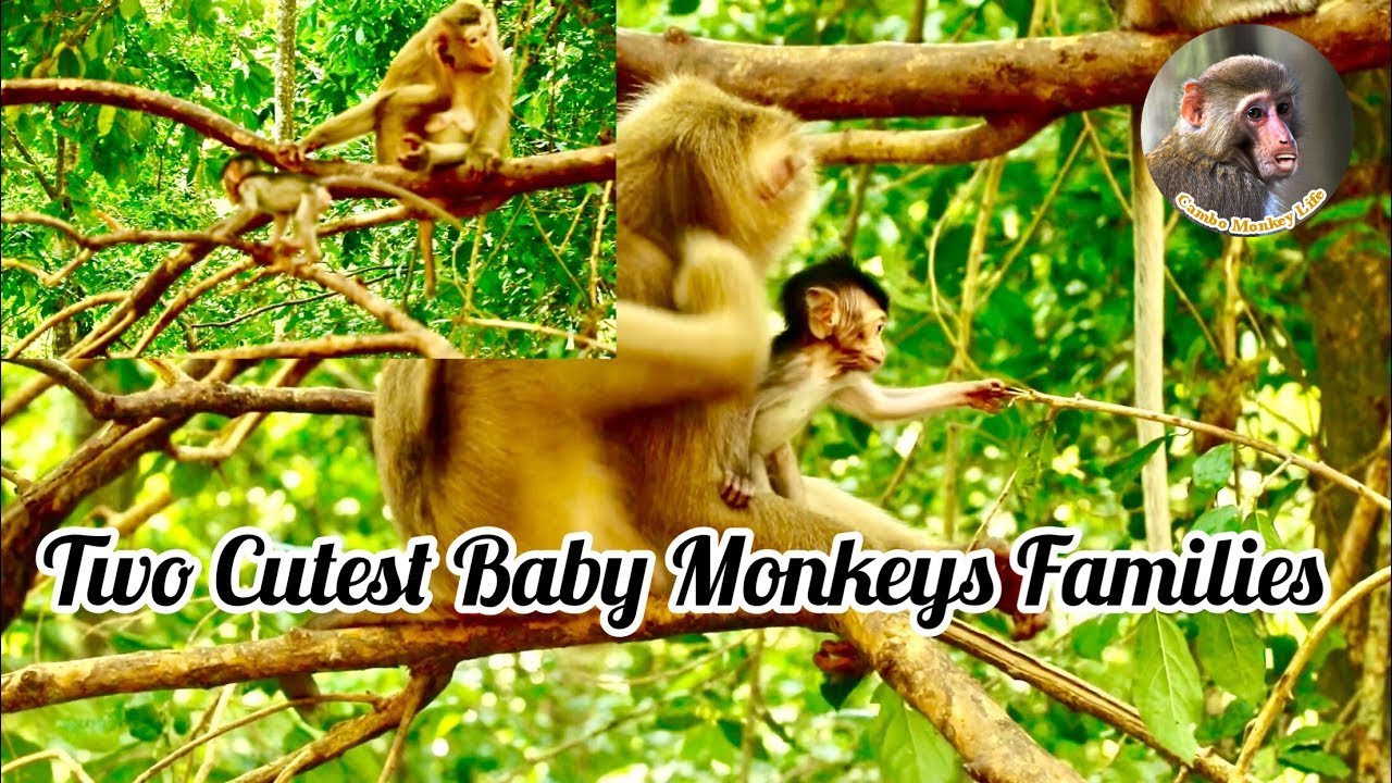 New Baby Monkeys On The Tree #monkey #monkeylife #monkeychild # ...