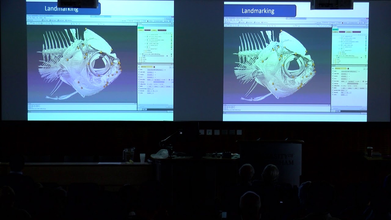 ADAPTIVE RADIATION OF PELAGIA (TELEOSTEI: ACANTHOMORPHA) INDICATED BY 3D MORPHOMETRY - YouTube